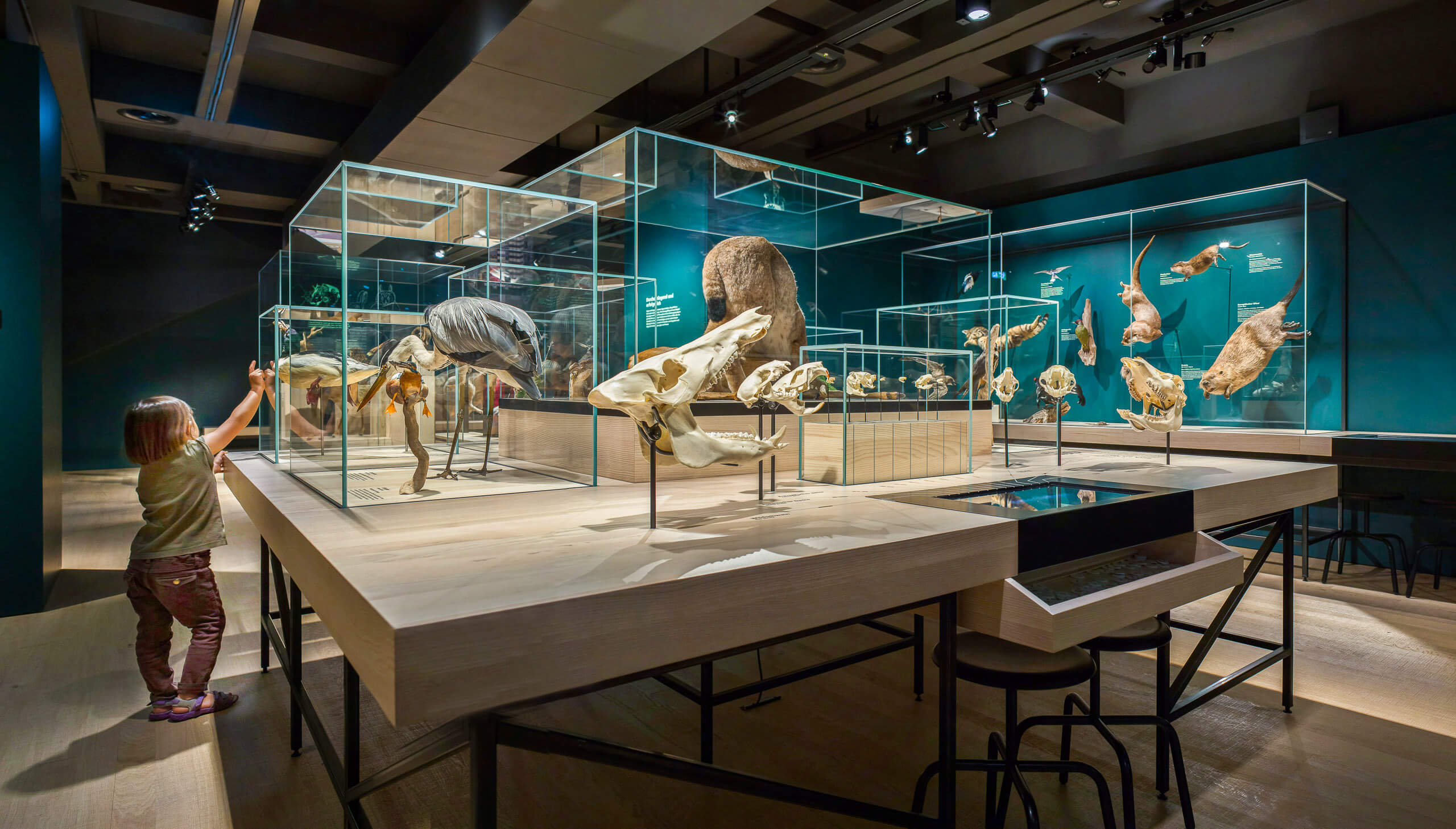 Naturhistorisches Museum / Basel – Vitrinen- und Glasbau REIER GmbH