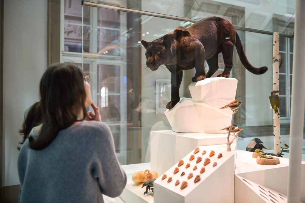 Naturkundemuseum Stuttgart – Schloss Rosenstein / Stuttgart – Vitrinen ...